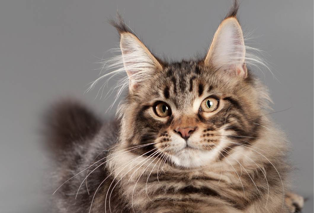 The Largest Cat Breeds in the World: Top 7 Giant Fluffies